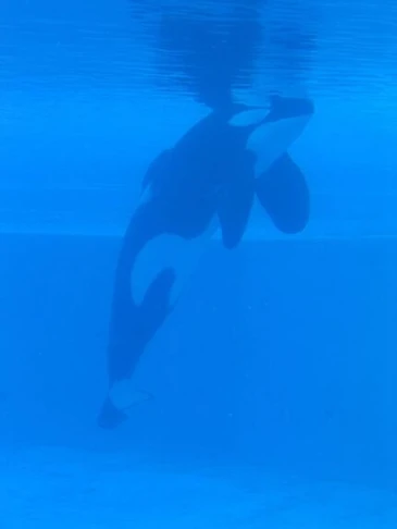 Kandu VII | CaptiveOrca Wiki | Fandom