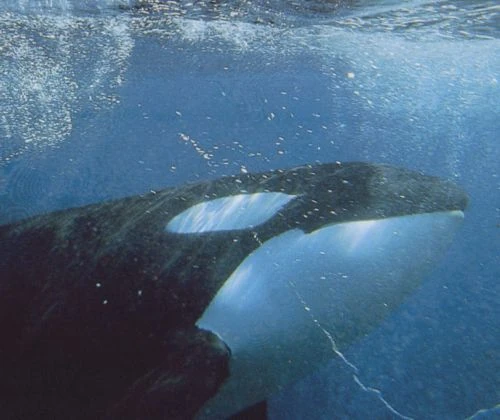 Bjossa | CaptiveOrca Wiki | Fandom