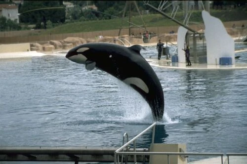 Freya | CaptiveOrca Wiki | Fandom