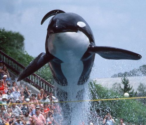 Ramu | CaptiveOrca Wiki | Fandom