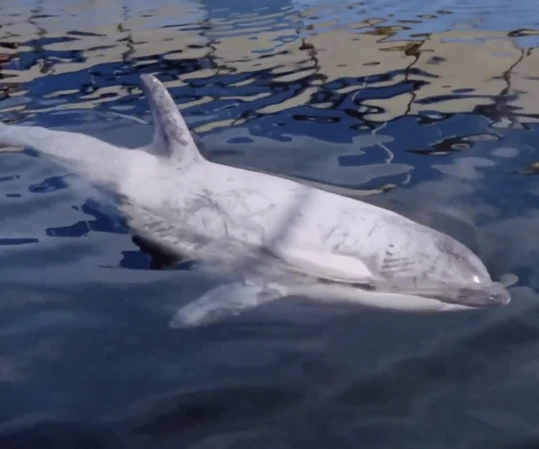 Chimo | CaptiveOrca Wiki | Fandom