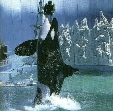 Nepo | CaptiveOrca Wiki | Fandom