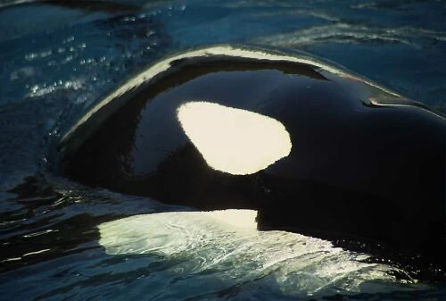 Freya | CaptiveOrca Wiki | Fandom