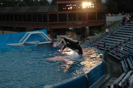 Splash | CaptiveOrca Wiki | Fandom