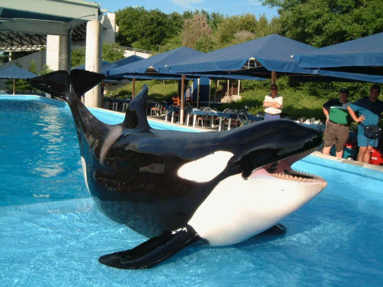 Winnie | CaptiveOrca Wiki | Fandom
