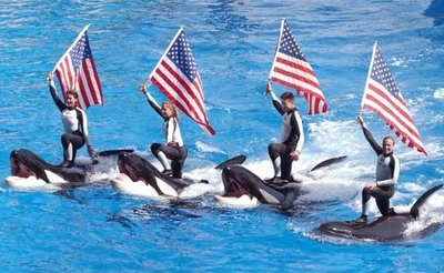 List of Orcas | CaptiveOrca Wiki | Fandom