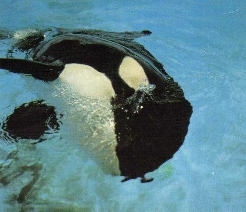 Ramu IV | CaptiveOrca Wiki | Fandom