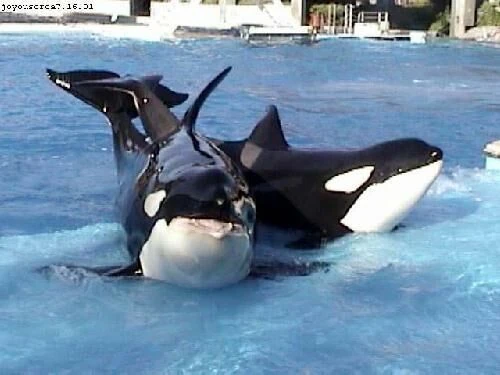 Bjossa | CaptiveOrca Wiki | Fandom