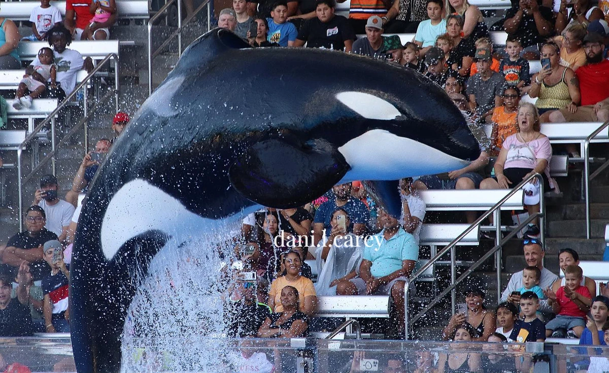 Makaio | CaptiveOrca Wiki | Fandom