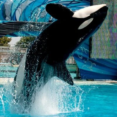 Shouka | CaptiveOrca Wiki | Fandom