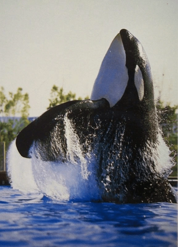 Orky II | CaptiveOrca Wiki | Fandom