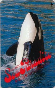 Shachi | CaptiveOrca Wiki | Fandom