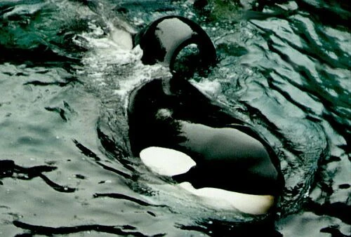 Finna | CaptiveOrca Wiki | Fandom