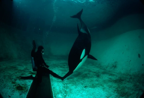 Finna | CaptiveOrca Wiki | Fandom