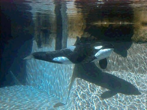 Bjossa | CaptiveOrca Wiki | Fandom