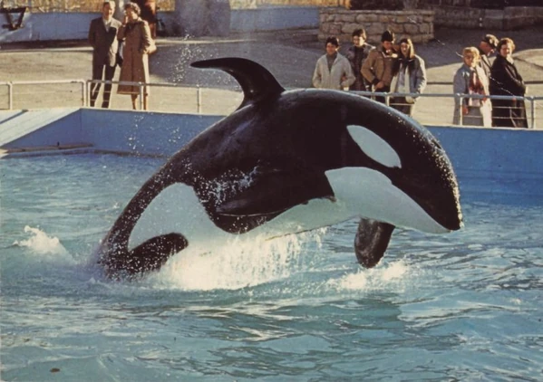 Kim | CaptiveOrca Wiki | Fandom