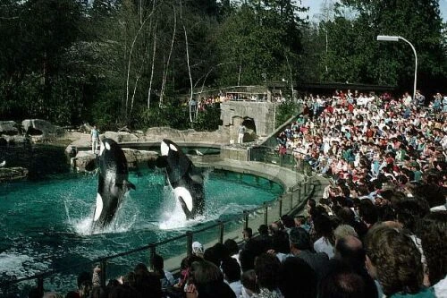 Bjossa | CaptiveOrca Wiki | Fandom