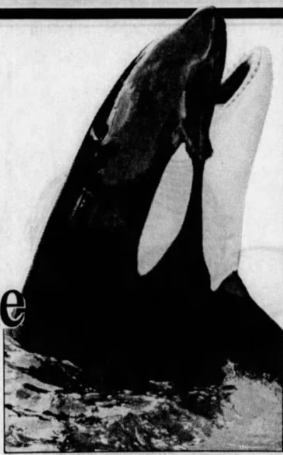 Finna | CaptiveOrca Wiki | Fandom