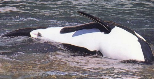 Bjossa | CaptiveOrca Wiki | Fandom