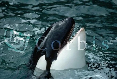 Bjossa | CaptiveOrca Wiki | Fandom