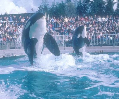 Bjossa | CaptiveOrca Wiki | Fandom