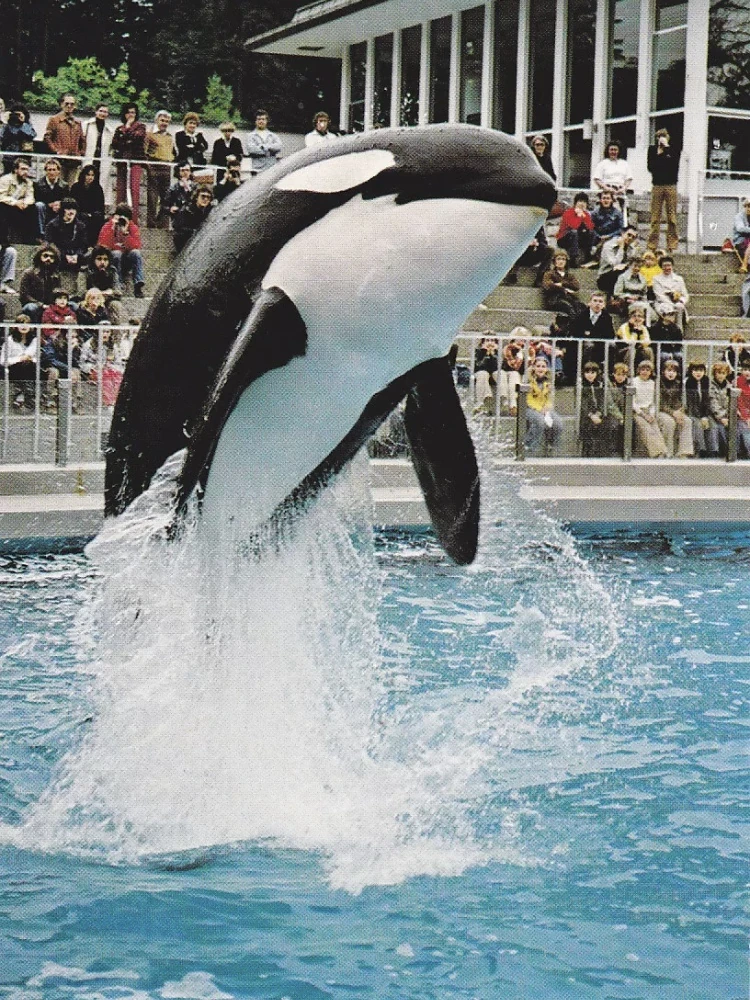 Skana | CaptiveOrca Wiki | Fandom