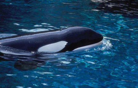 Bjossa | CaptiveOrca Wiki | Fandom