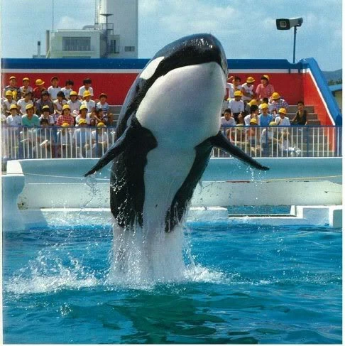 Freyja | CaptiveOrca Wiki | Fandom