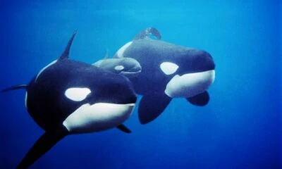 Finna | CaptiveOrca Wiki | Fandom