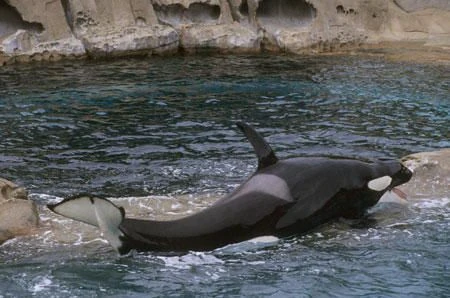 Bjossa | CaptiveOrca Wiki | Fandom