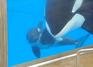 Katina | CaptiveOrca Wiki | Fandom