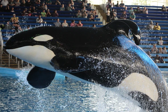 Tuar | CaptiveOrca Wiki | Fandom