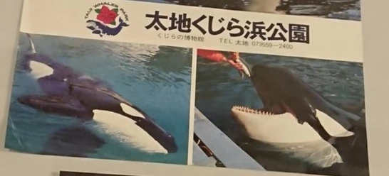 Tai | CaptiveOrca Wiki | Fandom