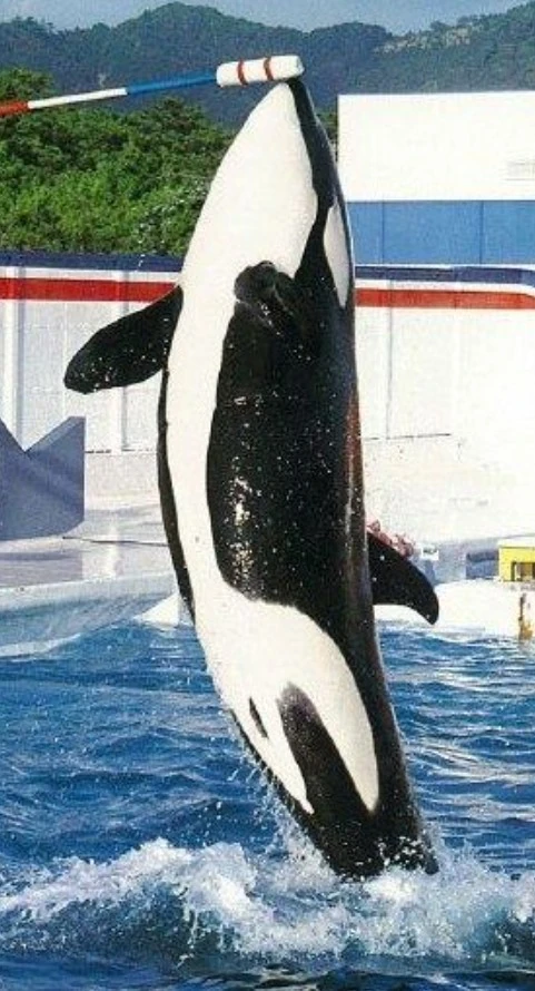 King | CaptiveOrca Wiki | Fandom