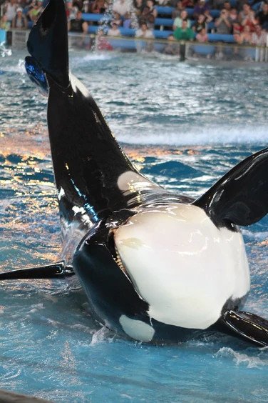 Takara | CaptiveOrca Wiki | Fandom