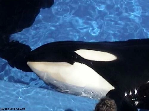 Bjossa | CaptiveOrca Wiki | Fandom