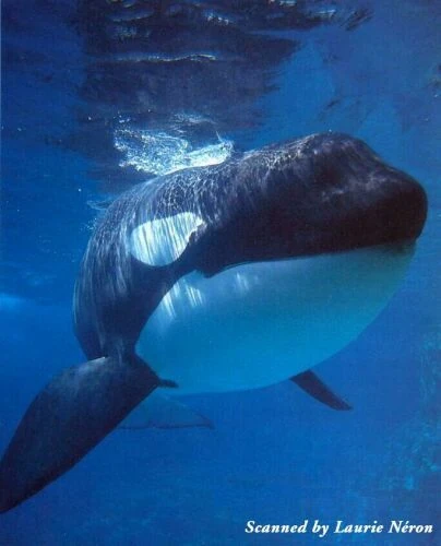 Bjossa | CaptiveOrca Wiki | Fandom