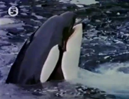 Bjossa | CaptiveOrca Wiki | Fandom