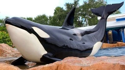 Taima | CaptiveOrca Wiki | Fandom