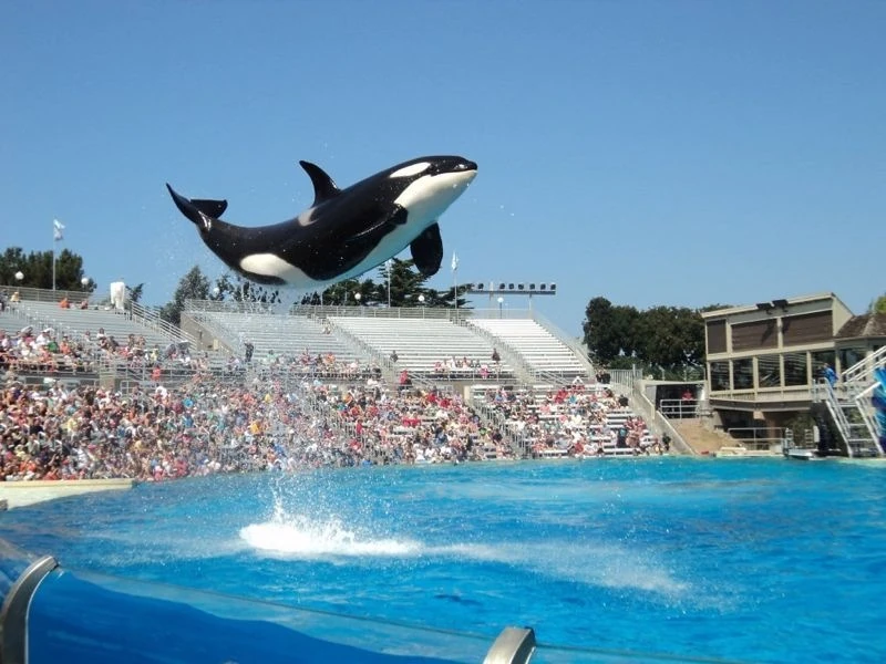 Shouka | CaptiveOrca Wiki | Fandom