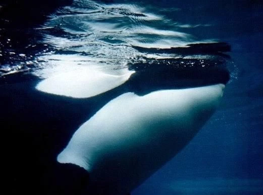 Finna | CaptiveOrca Wiki | Fandom