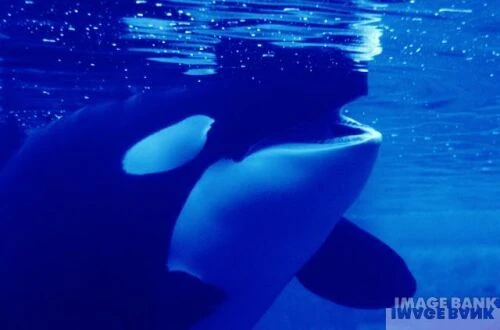 Bjossa | CaptiveOrca Wiki | Fandom