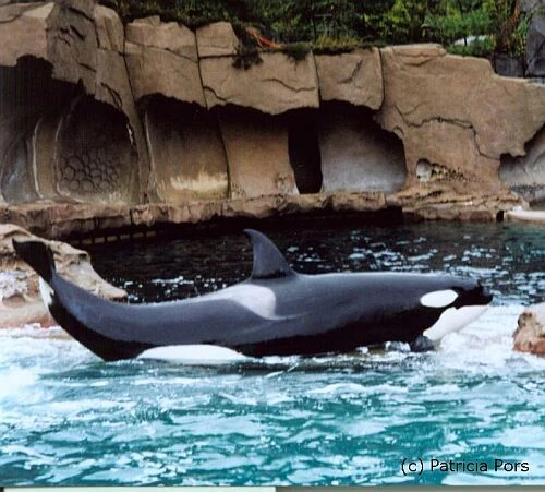 Bjossa | CaptiveOrca Wiki | Fandom