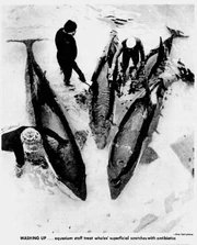 Finna | CaptiveOrca Wiki | Fandom