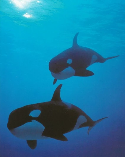 Bjossa | CaptiveOrca Wiki | Fandom