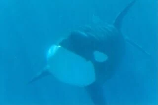 Bjossa | CaptiveOrca Wiki | Fandom