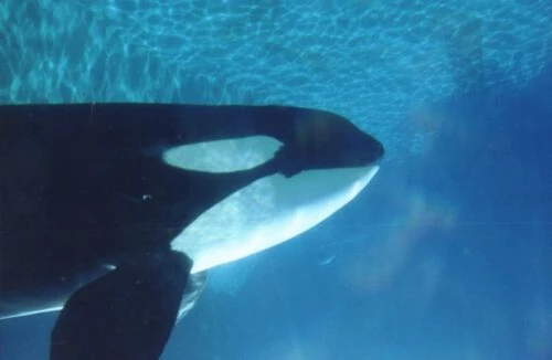 Bjossa | CaptiveOrca Wiki | Fandom