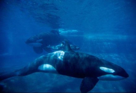 Bjossa | CaptiveOrca Wiki | Fandom