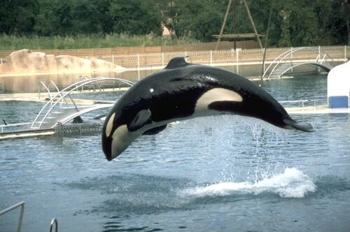 Freya | CaptiveOrca Wiki | Fandom