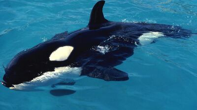 Kasatka | CaptiveOrca Wiki | Fandom